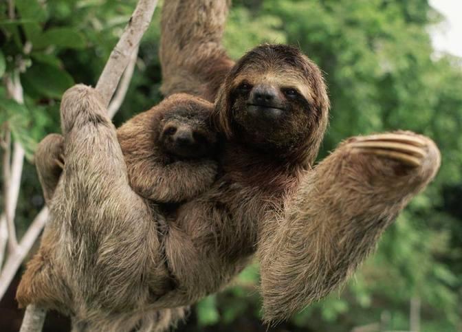 Top 5 slowest animals in the world | Articles | Whisper Nature | Gan ...