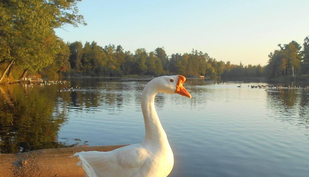 Pet Goose George - Gan Jing World