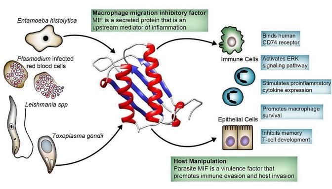 Macrophage Migration Inhibitory Factor Reagents For Research