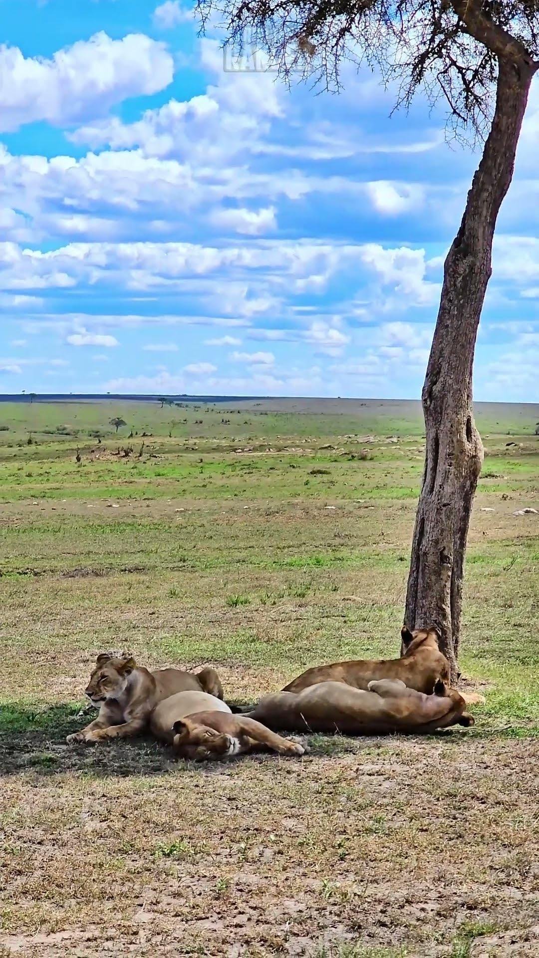 Lions At Rest | #Wildlife #ShortsAfrica | Shorts | Rob The Ranger ...