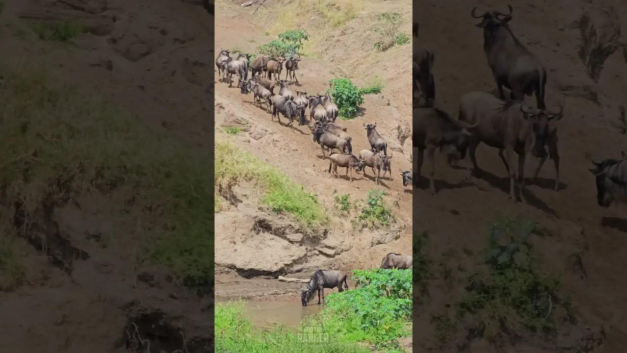 Migratory Wildebeest Drinking In Fron... | Rob The Ranger Wildlife ...